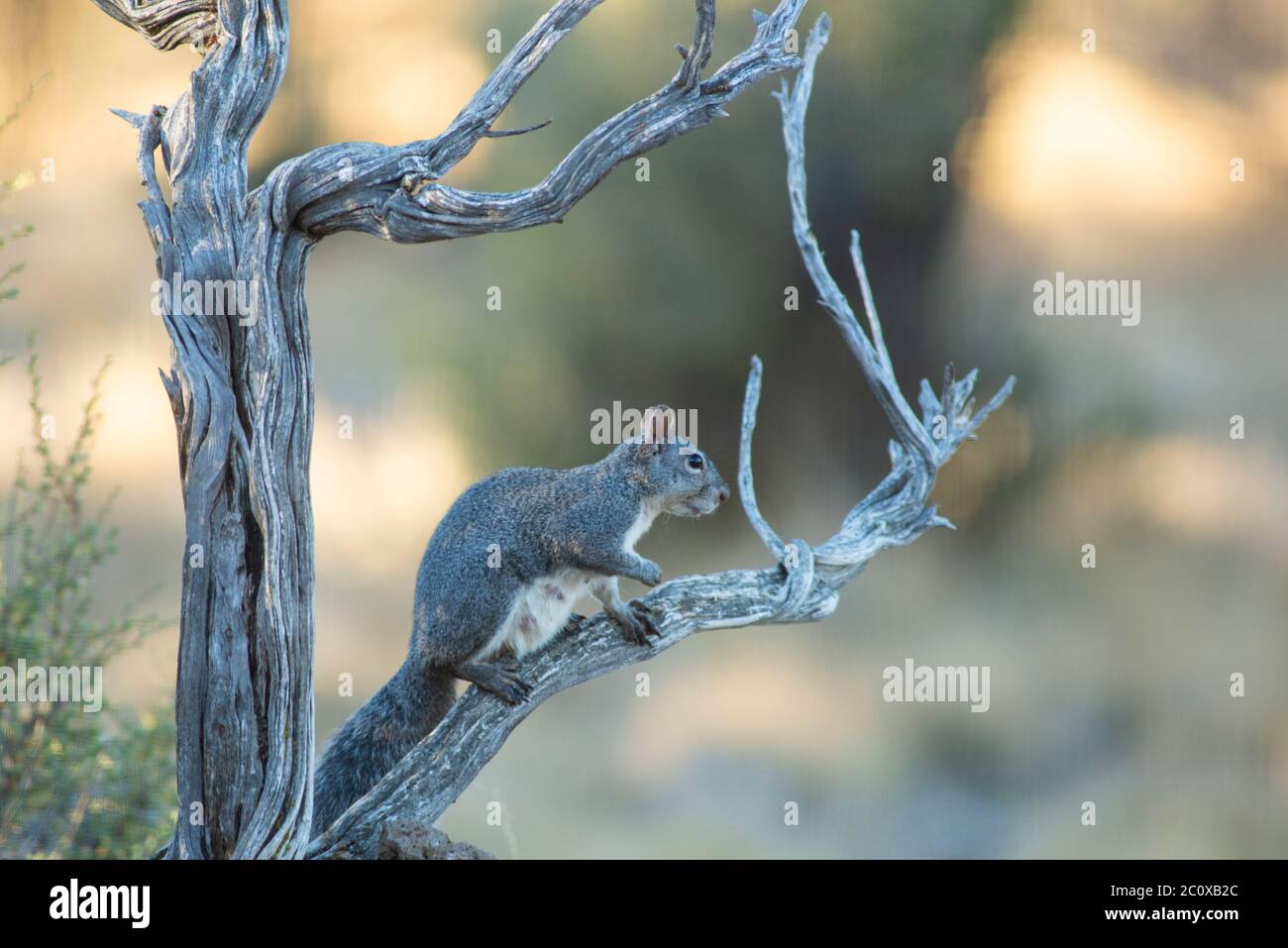 Oregon grey squirrel hi-res stock photography and images - Alamy