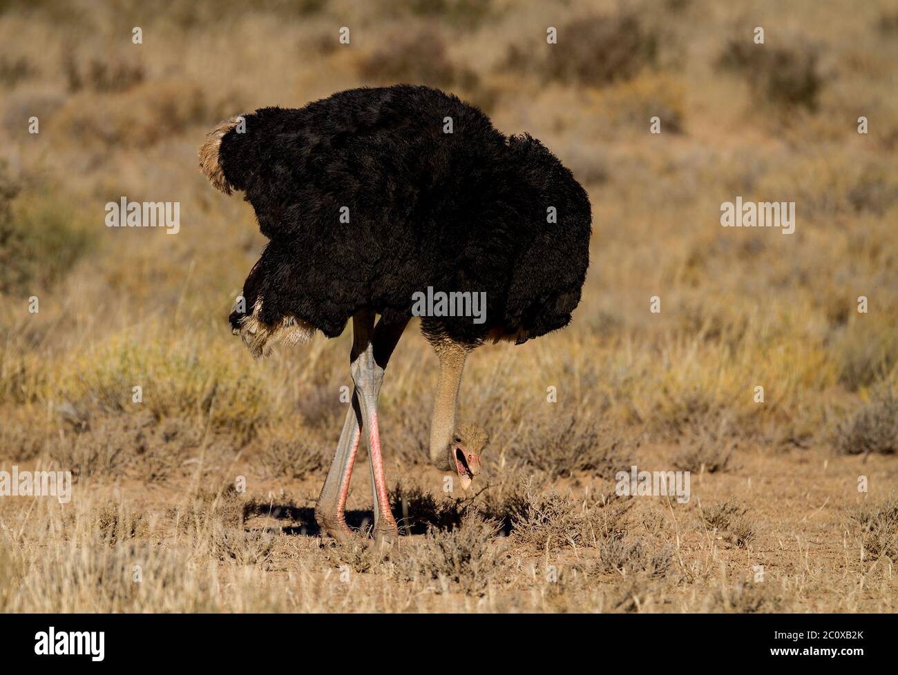Large blue ostrich feather hi-res stock photography and images - Alamy