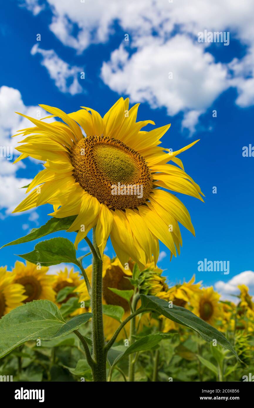 Sunflowers In Ukraine High Resolution Stock Photography and Images - Alamy