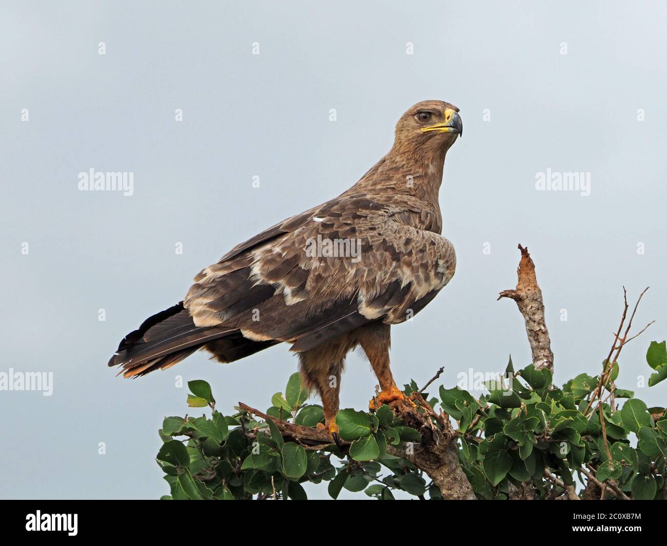 African steppe eagle hi-res stock photography and images - Alamy