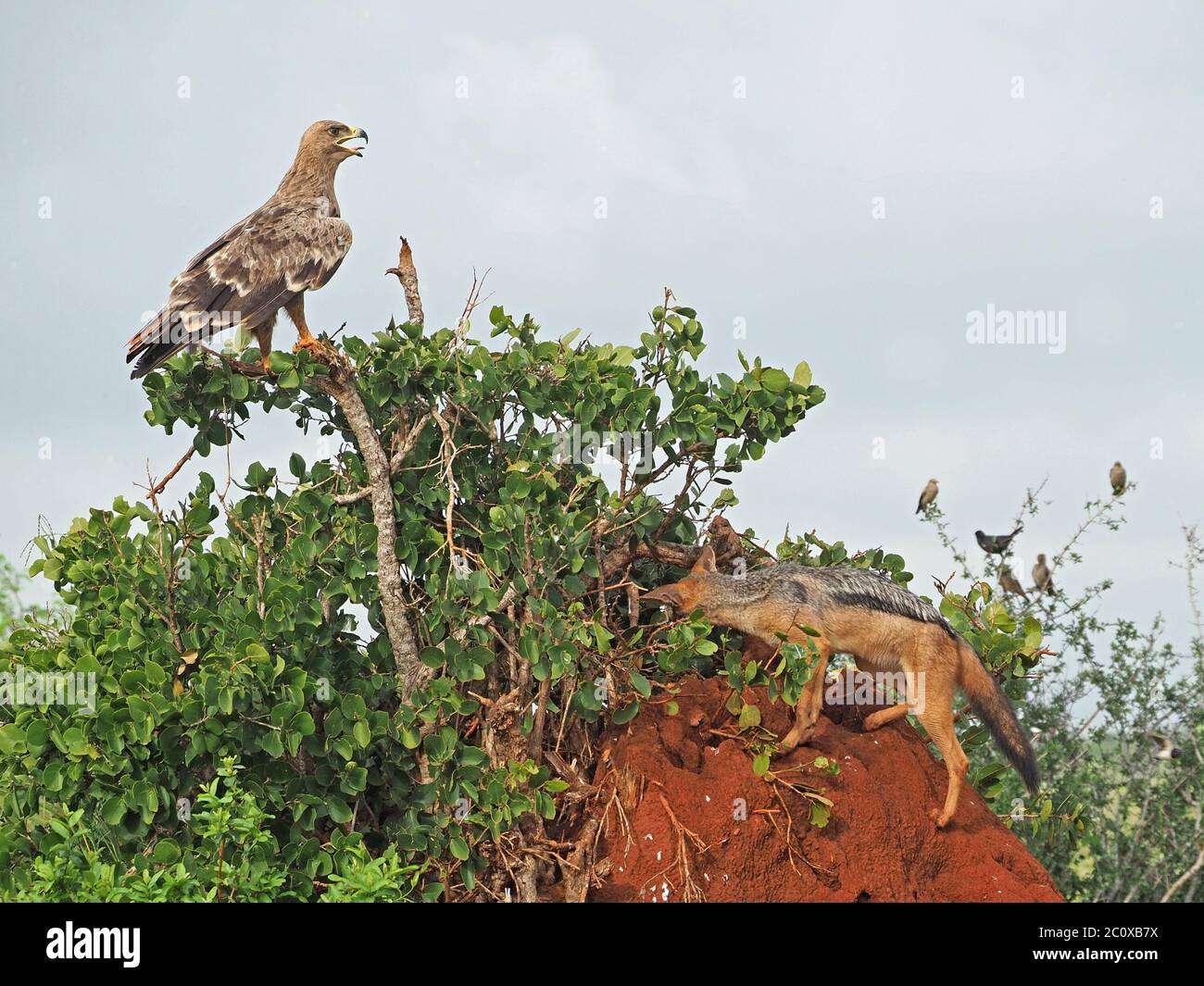 Jackal tongue hi-res stock photography and images - Alamy