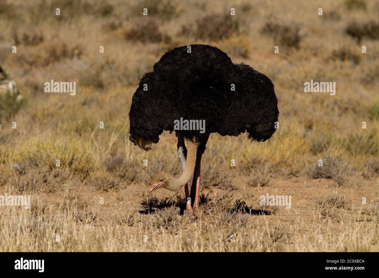 Blue ostrich feather hi-res stock photography and images - Alamy