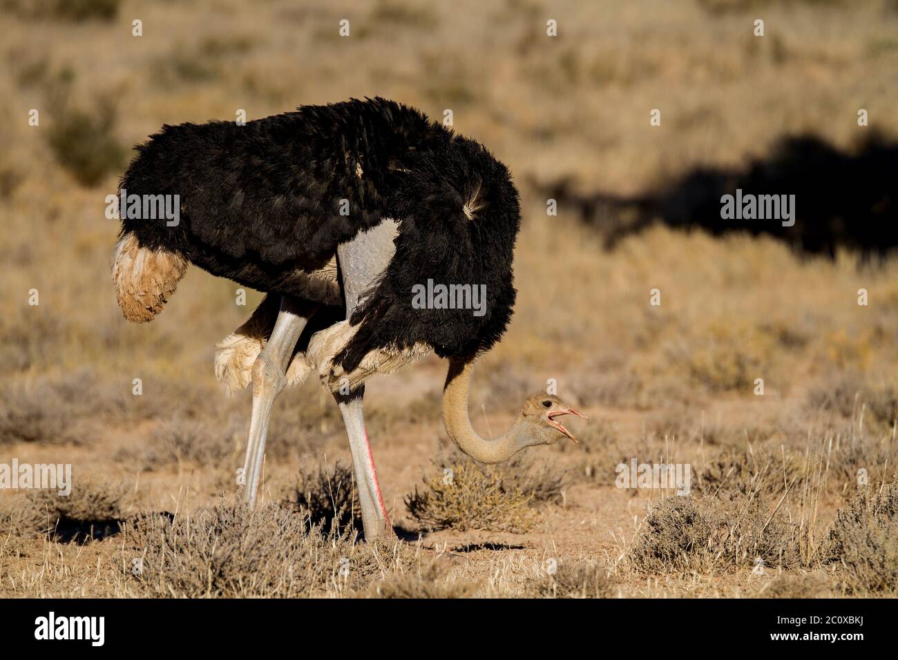 Large blue ostrich feather hi-res stock photography and images - Alamy