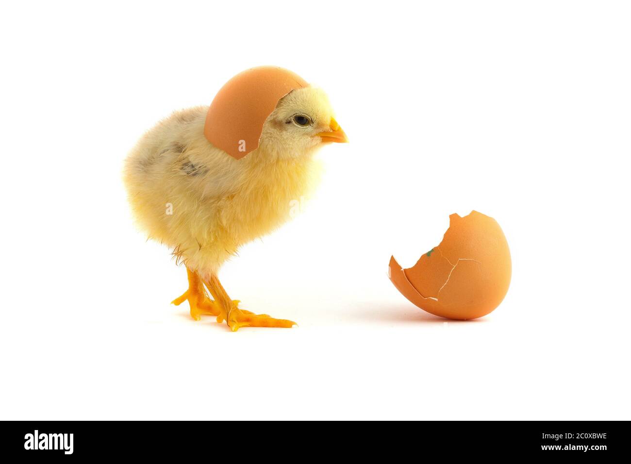 The yellow small chick Stock Photo - Alamy