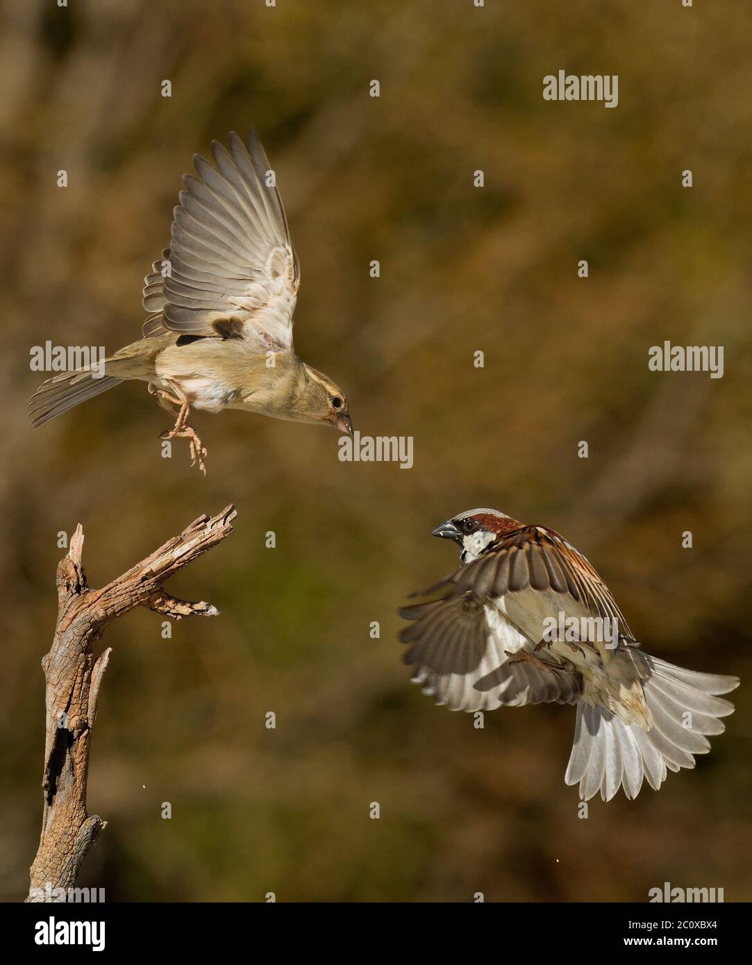 garden bird interaction Stock Photo - Alamy