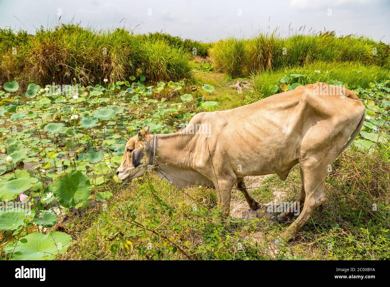 Asian cow at Lotus farm near Siem Reap, Cambodia in a summer day Stock ...
