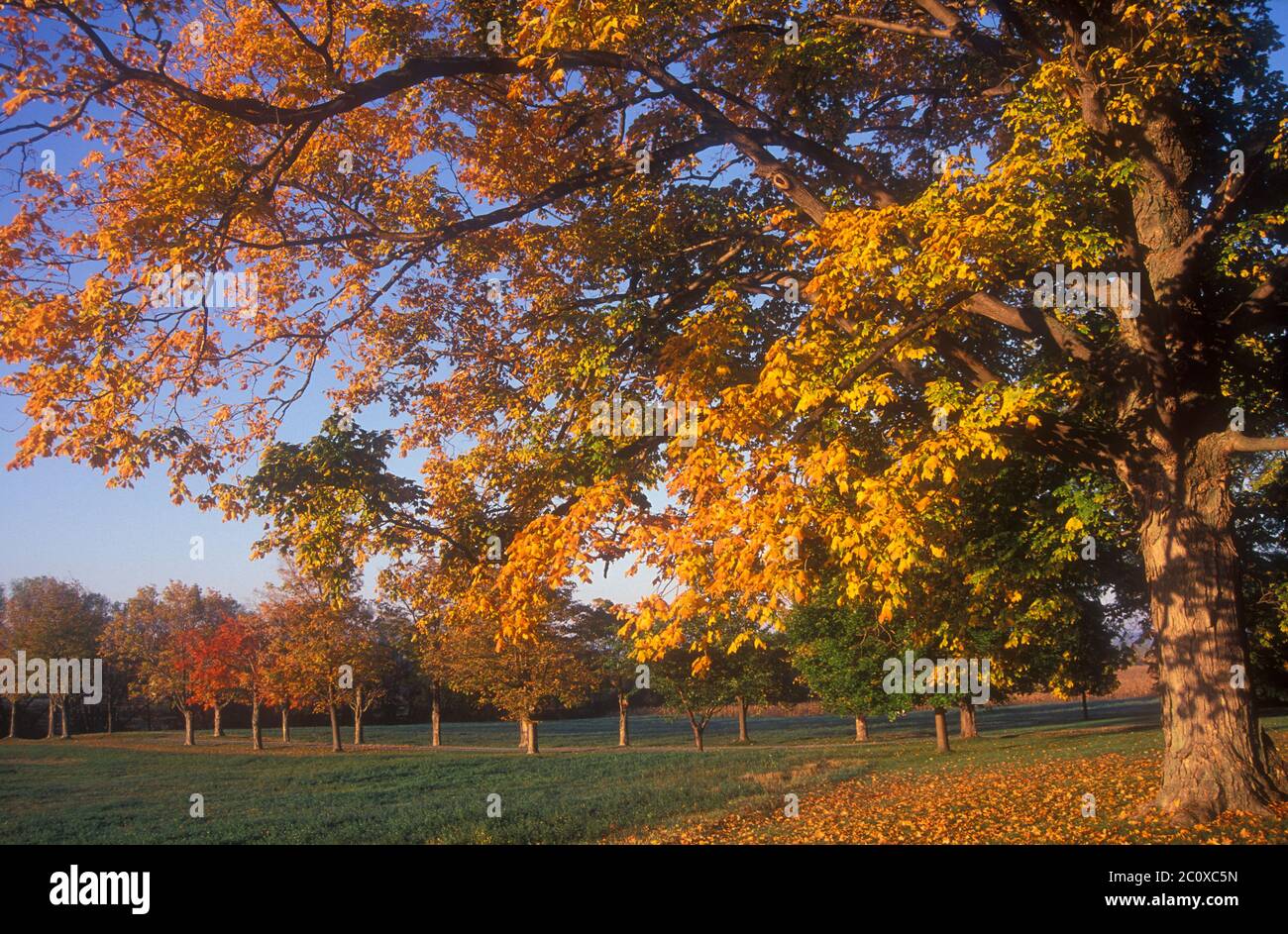 Autumn season tree foliage hi-res stock photography and images - Alamy