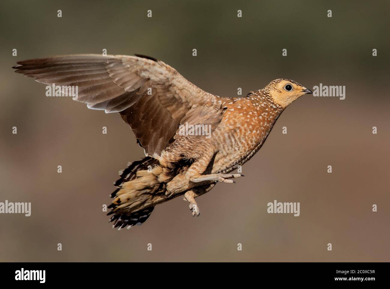 African grouse hi-res stock photography and images - Alamy
