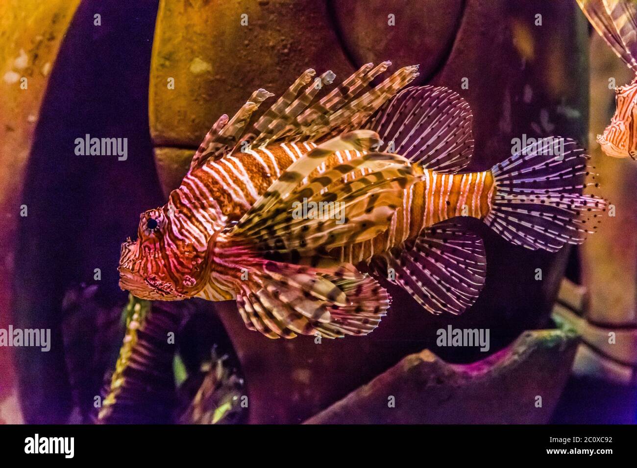 Red sea lionfish underwater lion hi-res stock photography and images ...