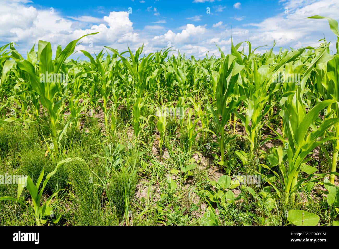 Green corn field Stock Photo - Alamy