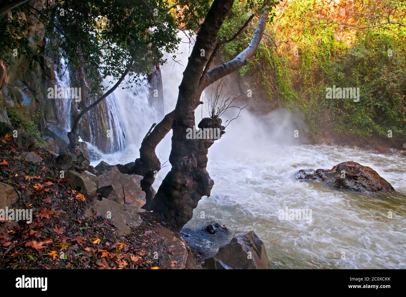 Banias nature reserve israel hi-res stock photography and images - Alamy