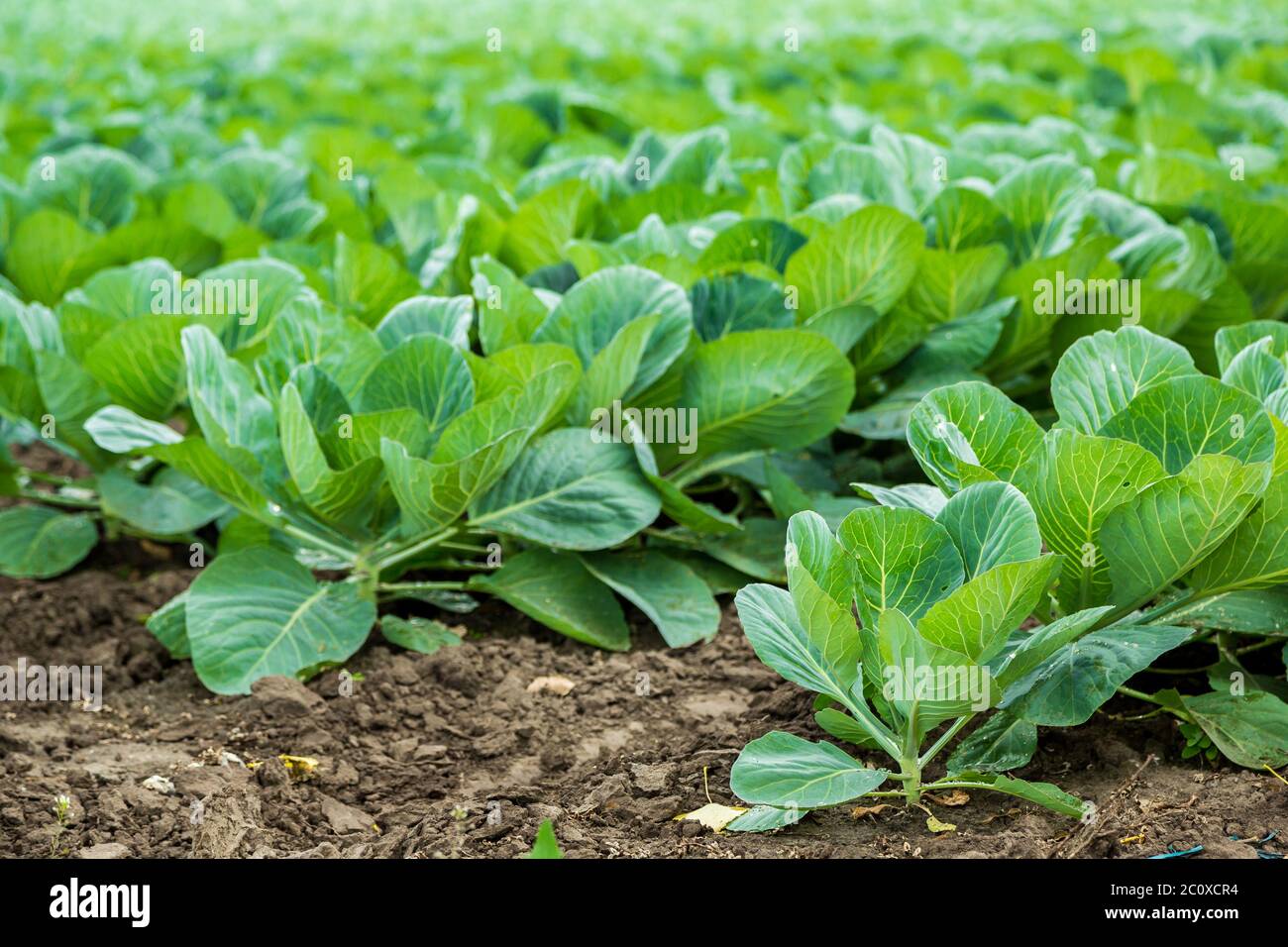 Many rows green cabbage hi-res stock photography and images - Alamy