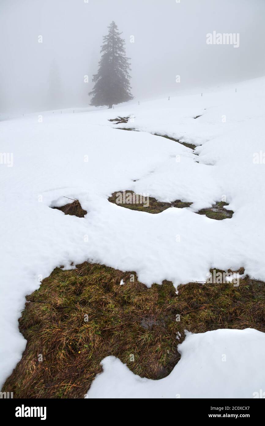 One spruce tree hi-res stock photography and images - Alamy
