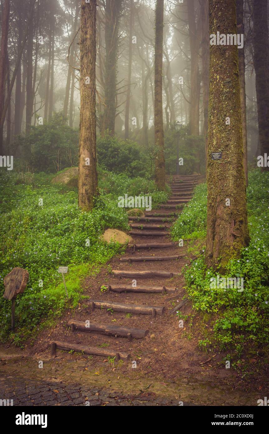 Forest misty stairs Stock Photo - Alamy