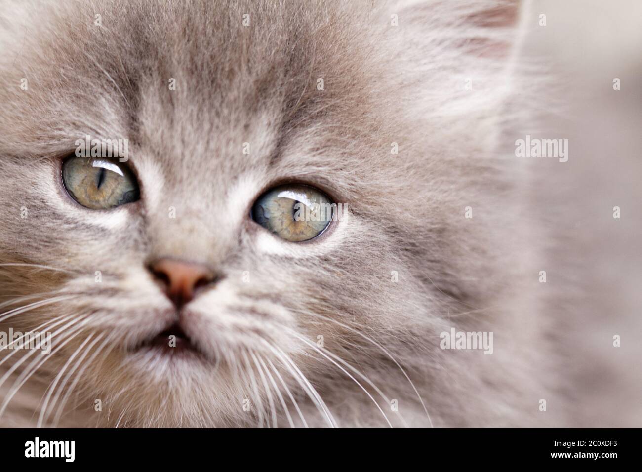 A beautiful grey kitten - Close up photo Stock Photo - Alamy
