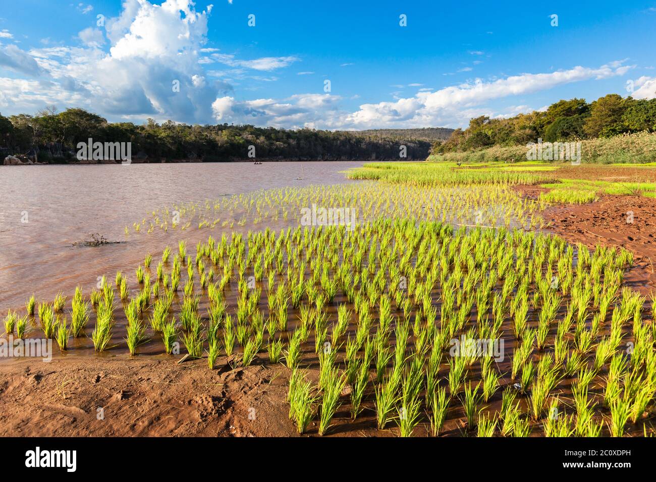 Vietnam flooded rice field hi-res stock photography and images - Alamy