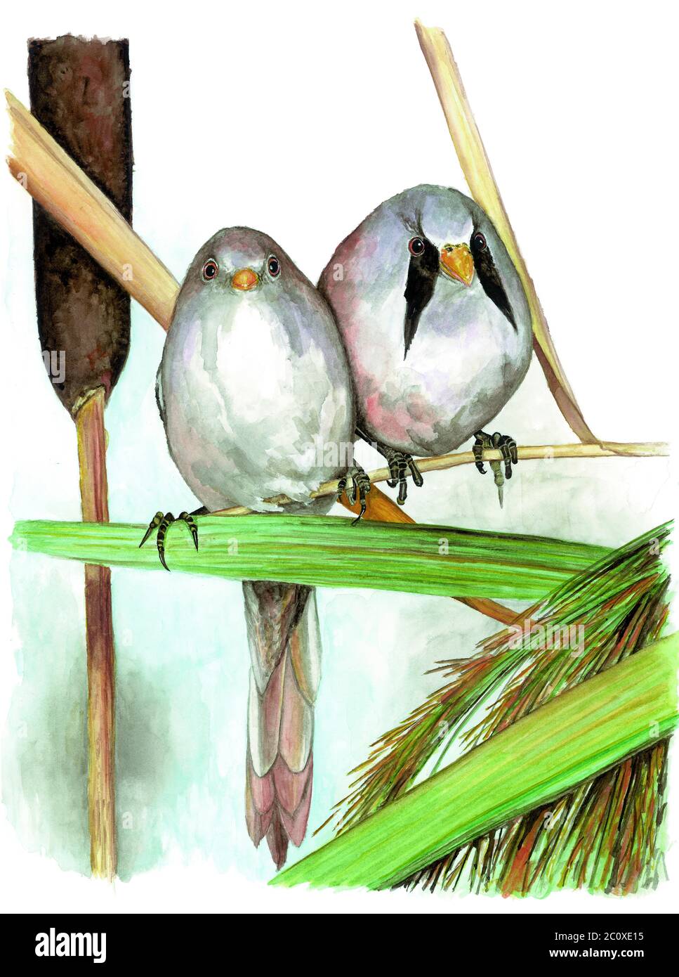Bearded reedling (Panurus biarmicus), a couple in their habitat Stock ...