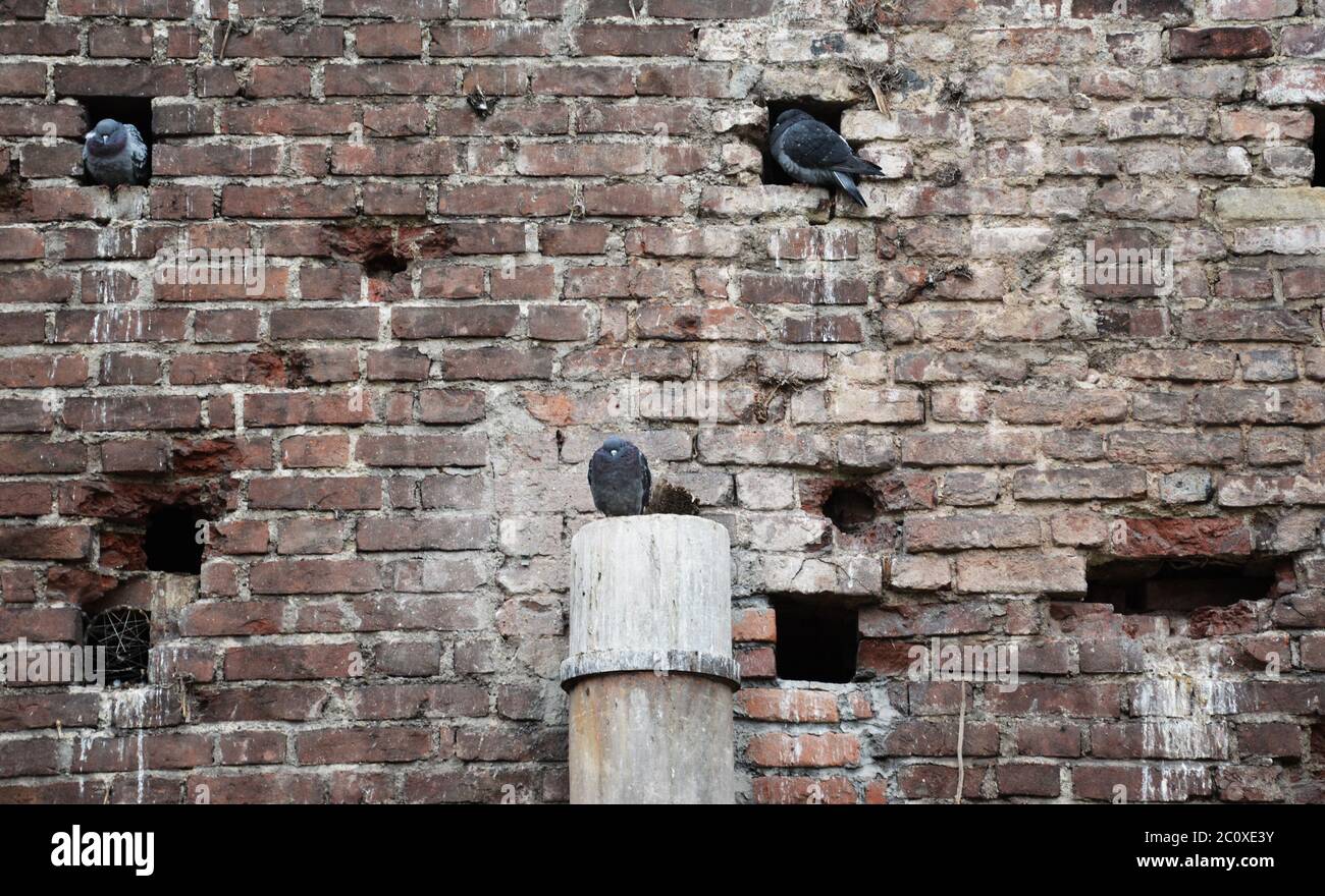 Column pigeon pigeons hi-res stock photography and images - Alamy