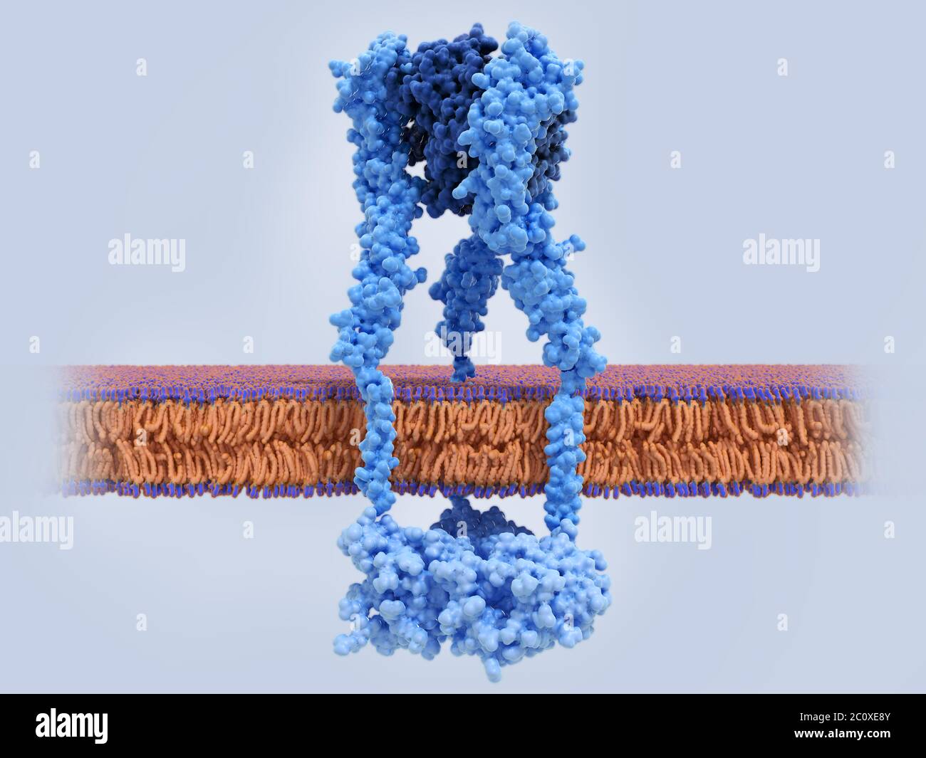 Molecular model of a tumour necrosis factor-alpha (TNF-alpha) molecule ...