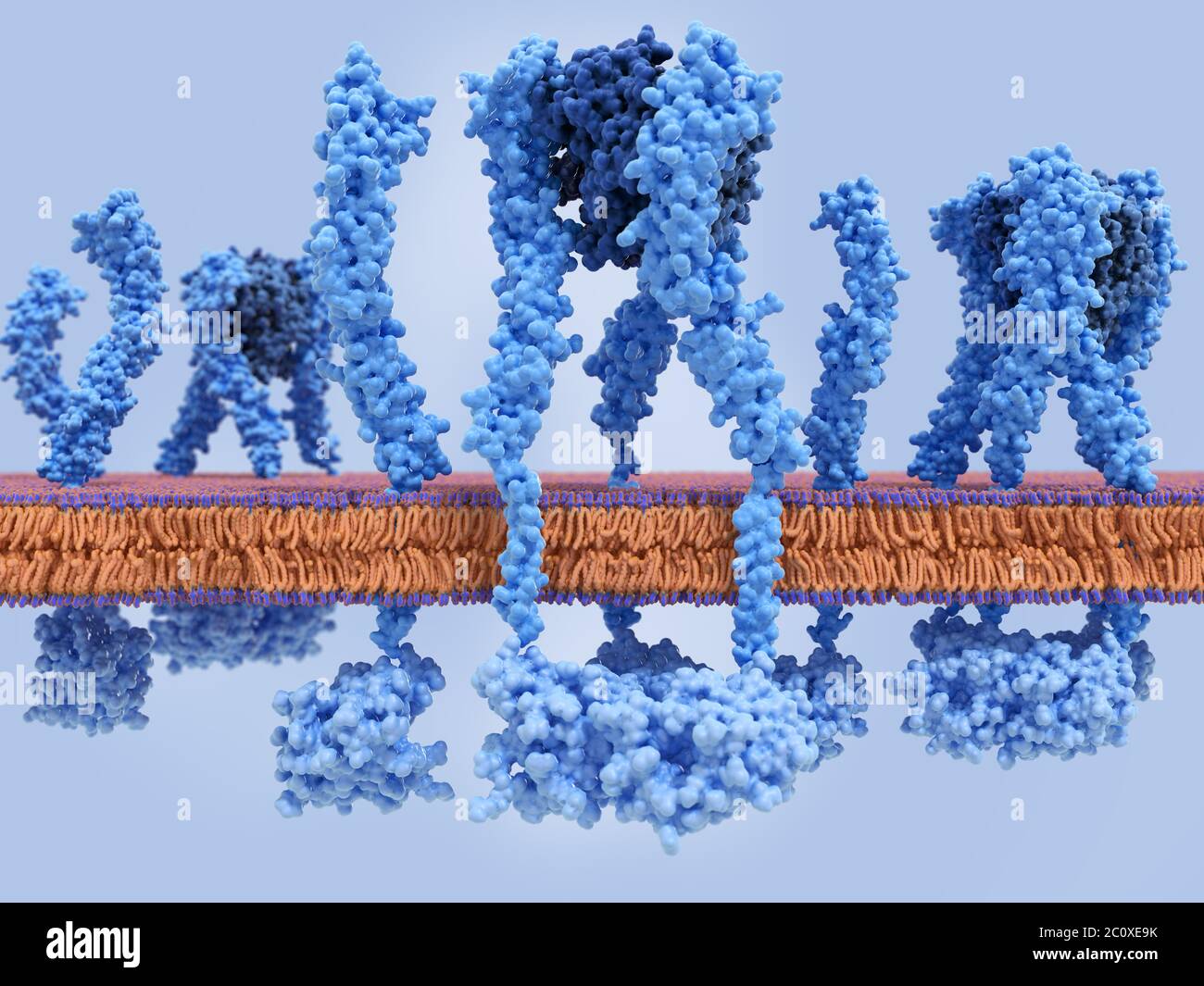 Molecular model of tumour necrosis factor-alpha (TNF-alpha) molecules ... Molecular model of tumour necrosis factor-alpha (TNF-alpha) molecules ...