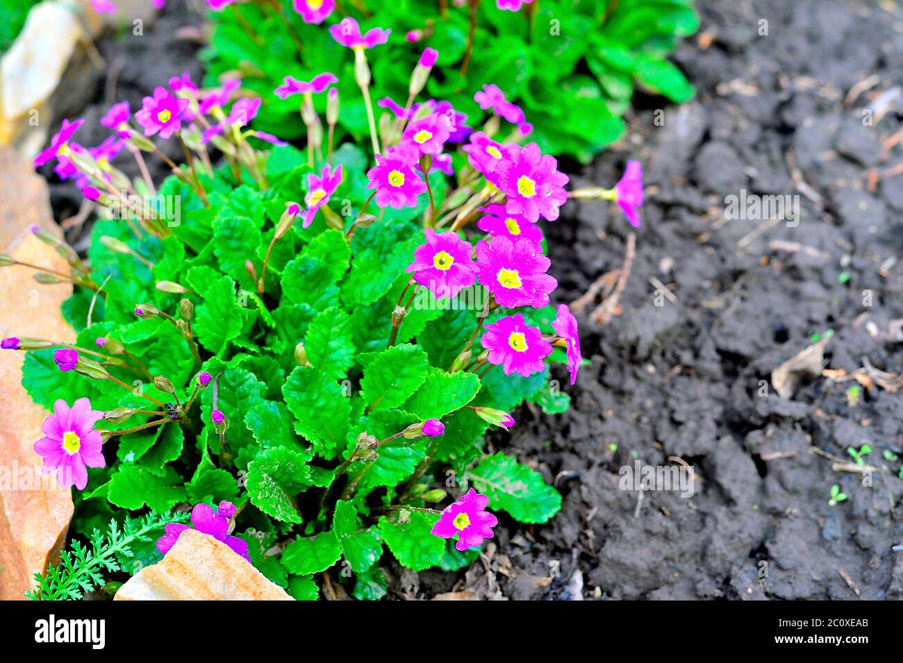 Purple primrose hi-res stock photography and images - Alamy