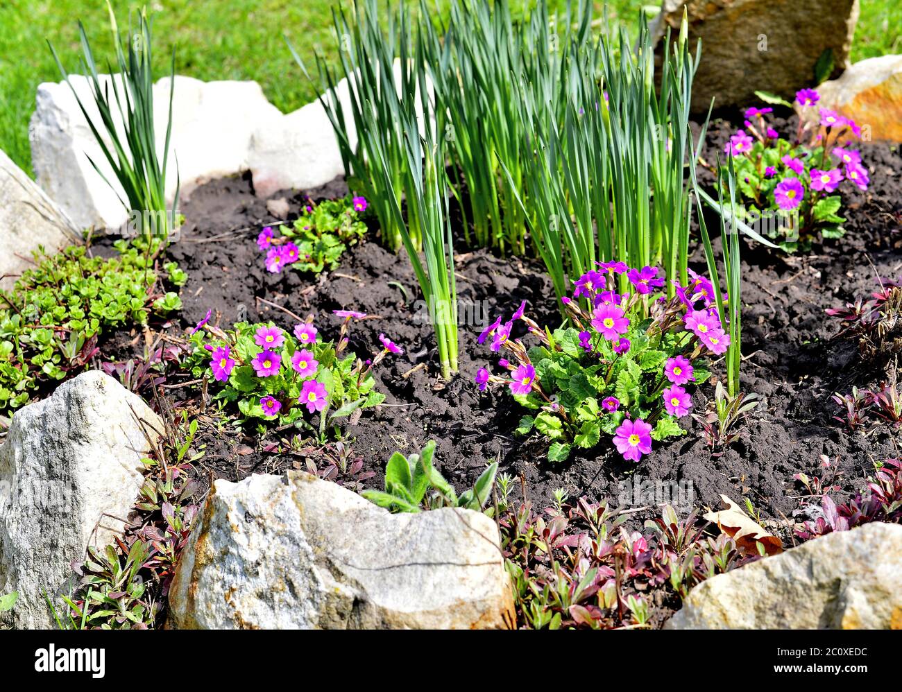 Purple primrose hi-res stock photography and images - Alamy