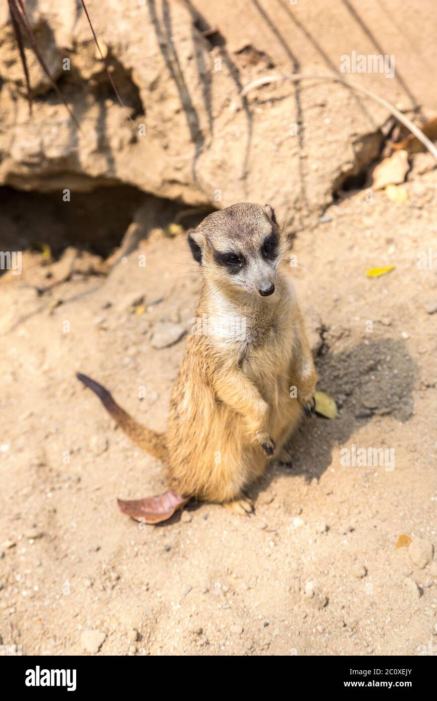 Cute close up surikat standing in a summer day Stock Photo - Alamy