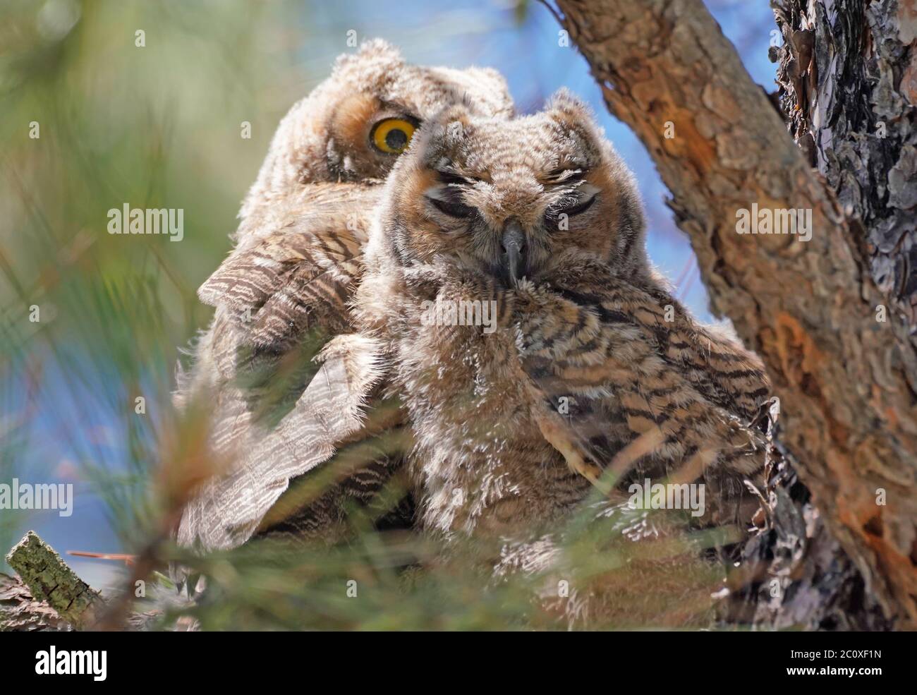 Two baby Great Horned Owls cuddle together on a branch of a large pine ...