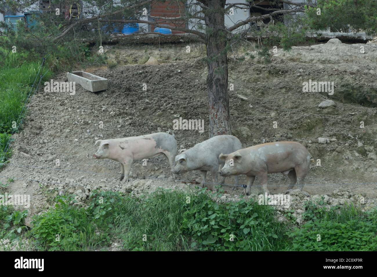 Three pigs look for something to eat under a tree Stock Photo - Alamy