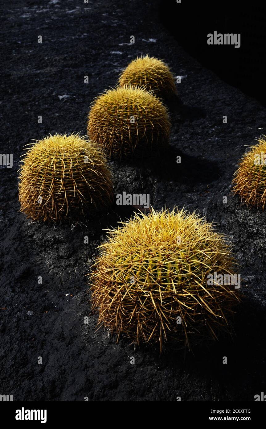 Round Succulent Plant Stock Photo - Alamy