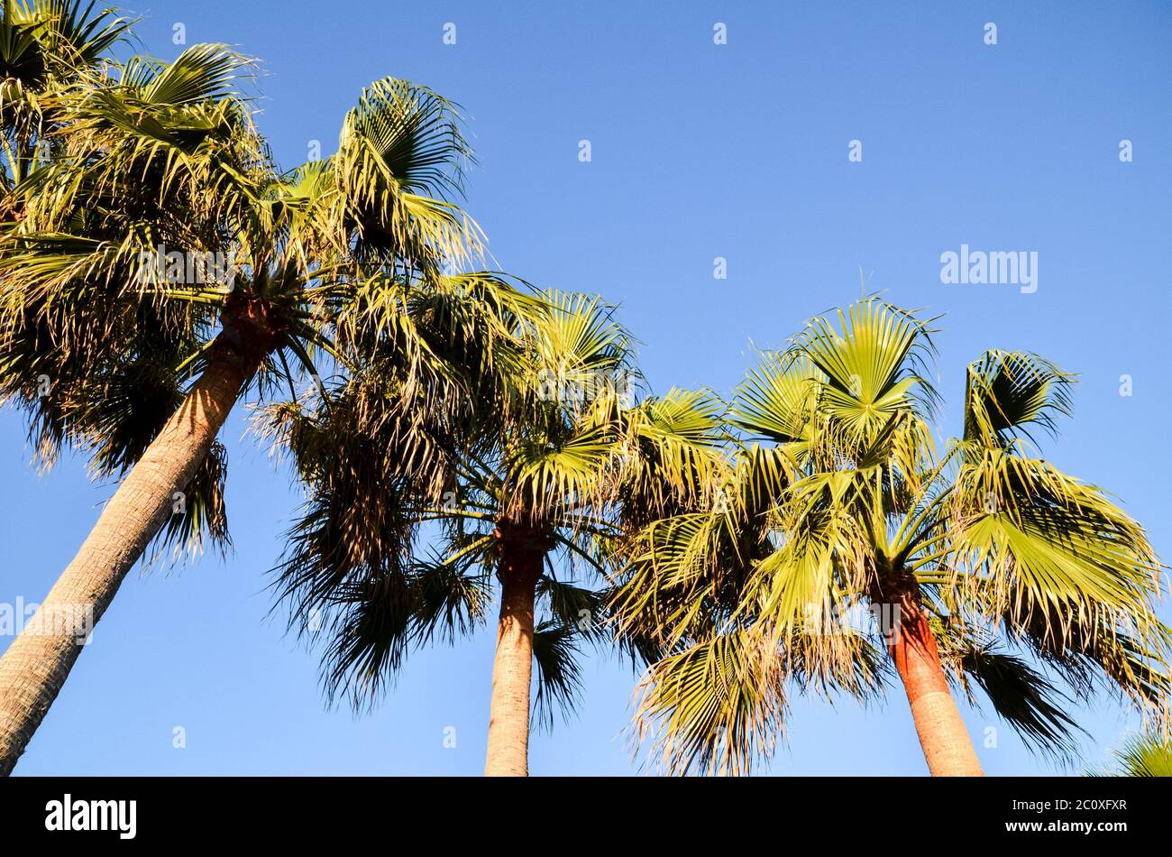 Green Palm Canarian Tree Stock Photo - Alamy