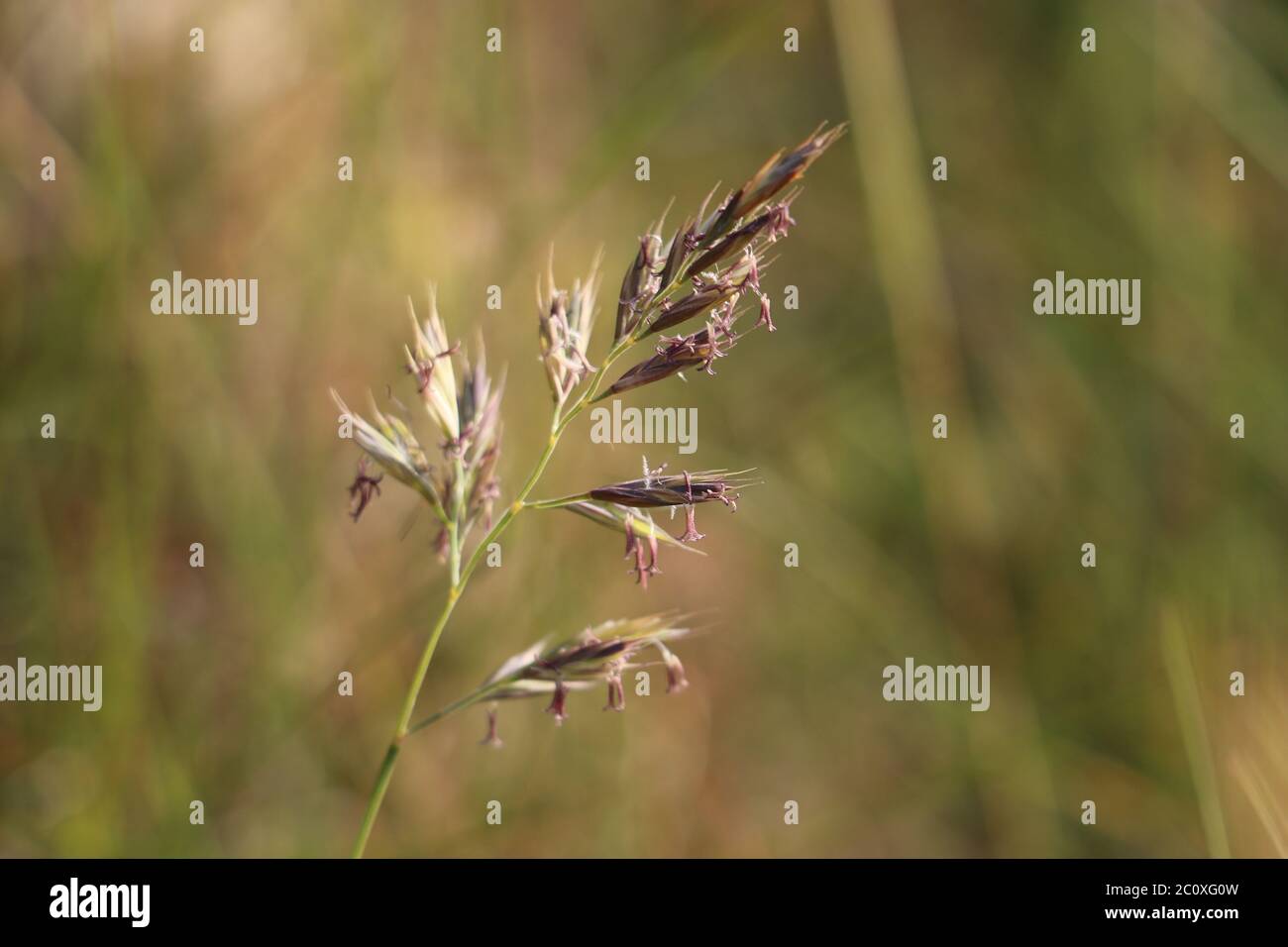 thin hay branch with green nature background . High quality photo Stock ...