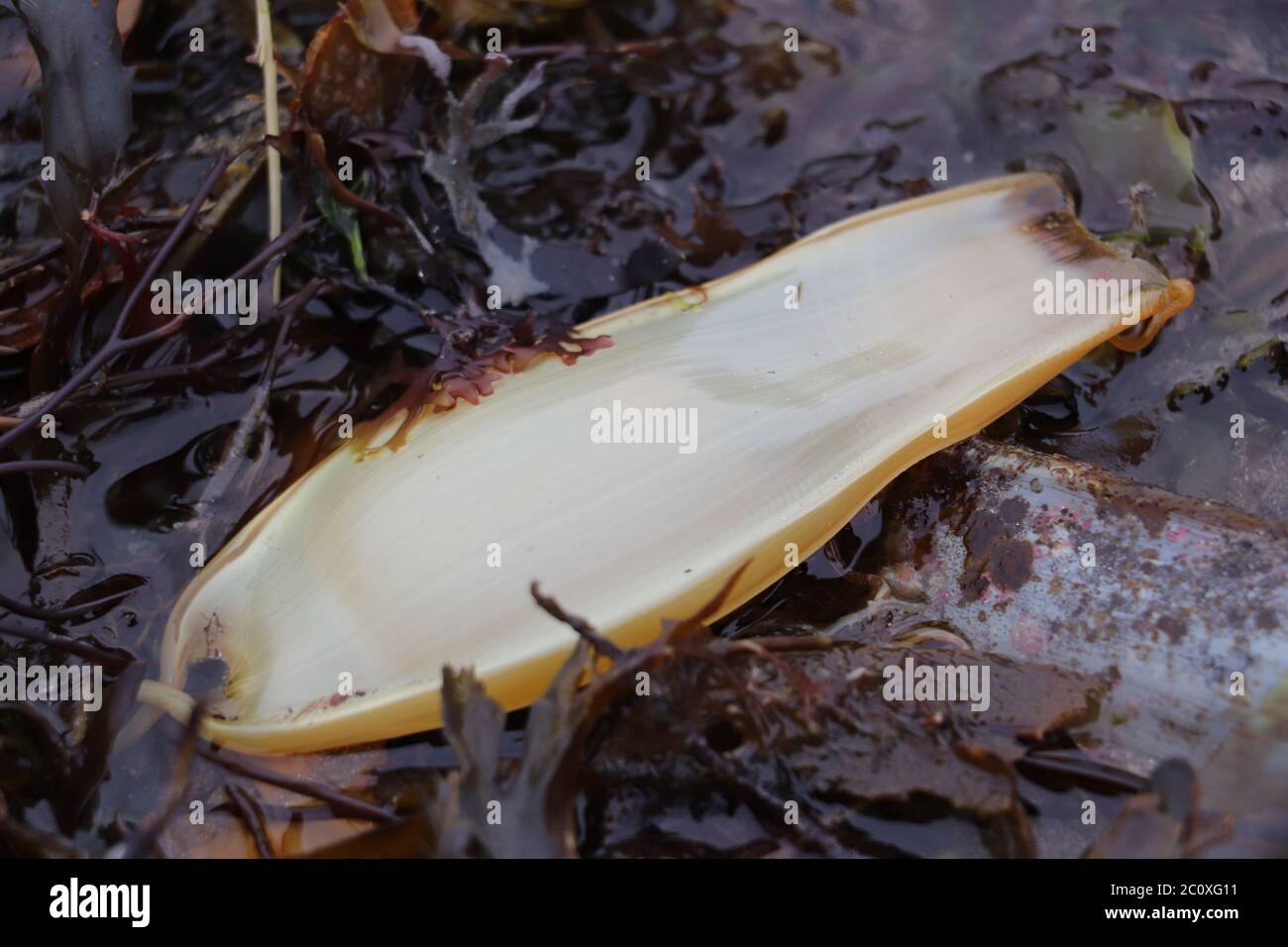 Mermaids purse shark egg case hi-res stock photography and images - Alamy