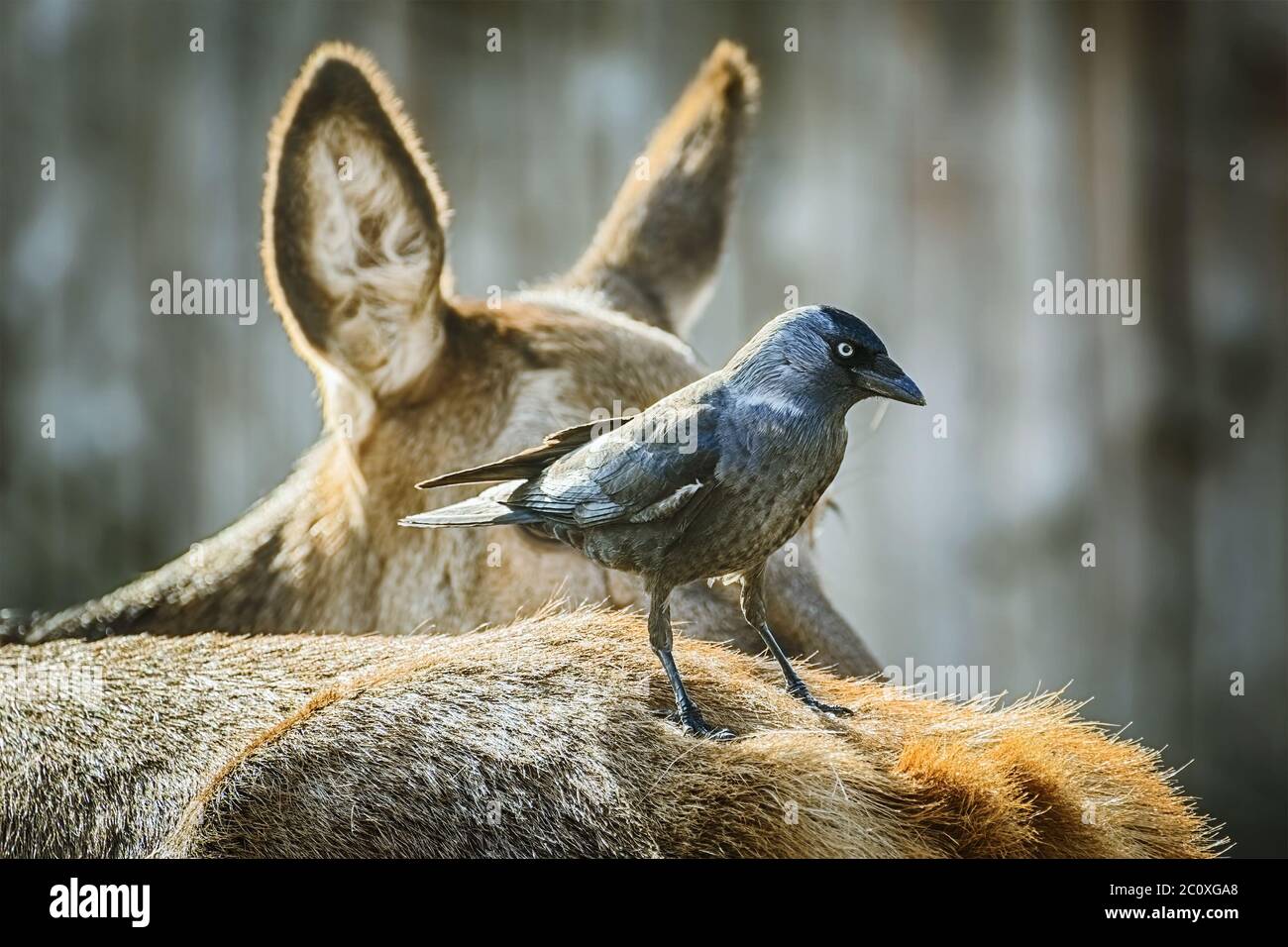 Сrow on the Deer Stock Photo - Alamy
