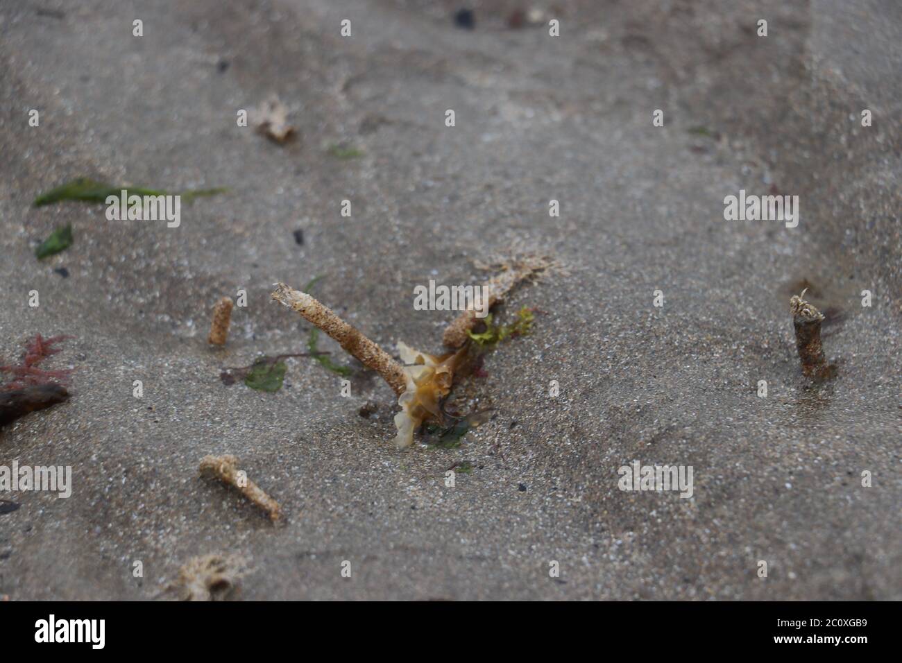 Marine tube worm cast on dark sand with small seaweed . High quality ...