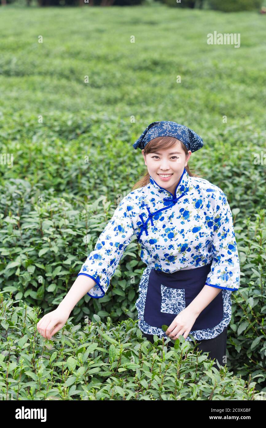 beautiful Asian girl in tea plantation Stock Photo - Alamy