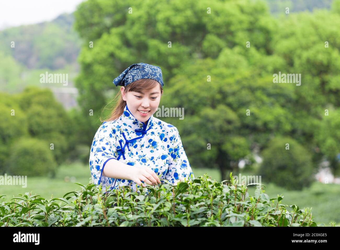 beautiful Asian girl in tea plantation Stock Photo - Alamy