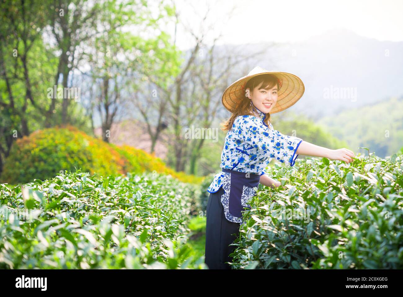 beautiful Asian girl in tea plantation Stock Photo - Alamy