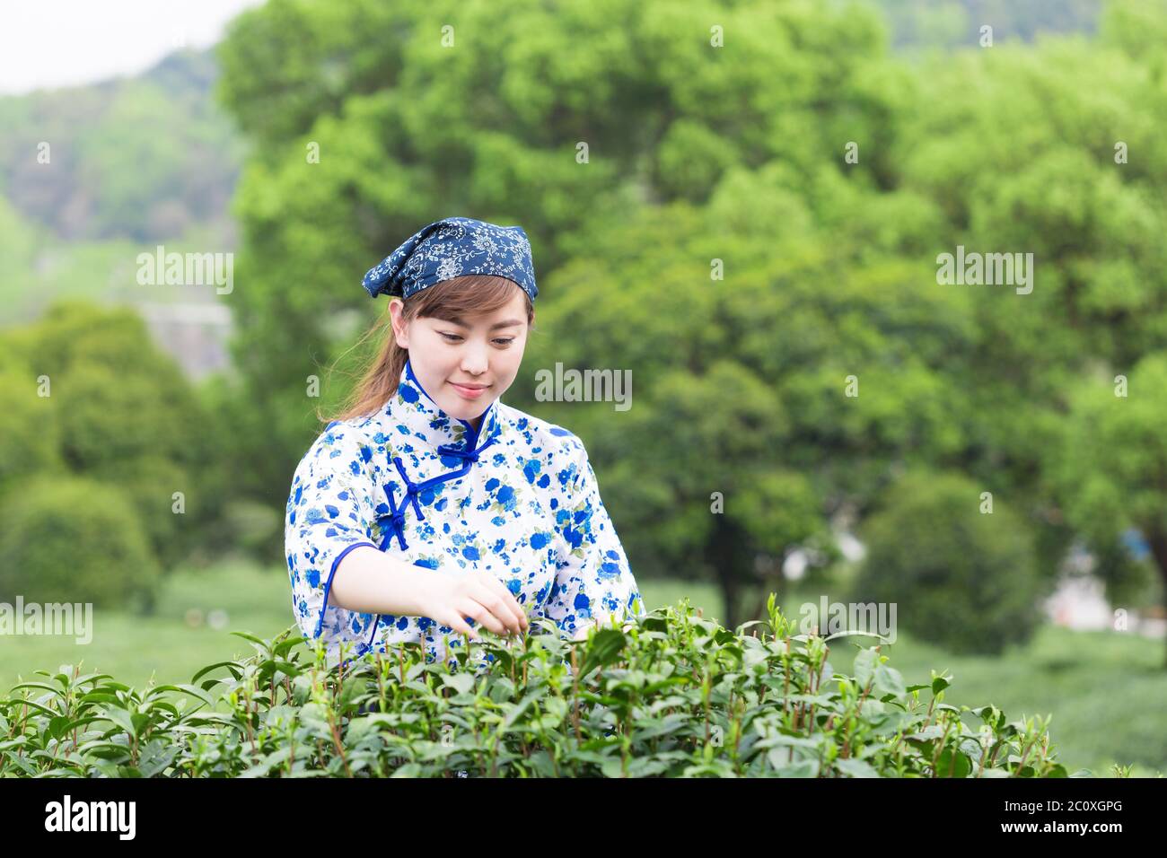 beautiful Asian girl in tea plantation Stock Photo - Alamy