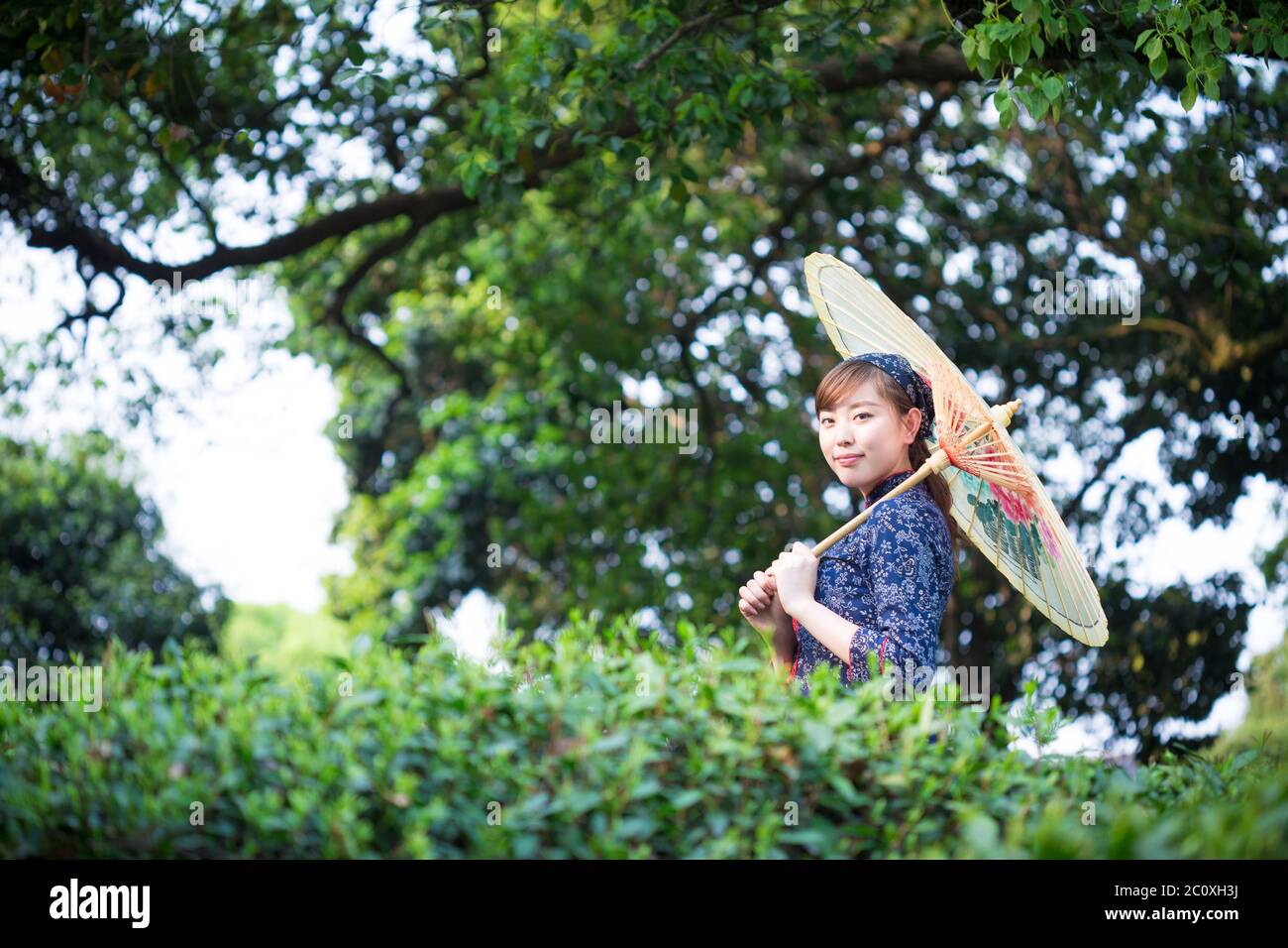 beautiful Asian girl holds umbrella in green tea plantation Stock Photo - Alamy