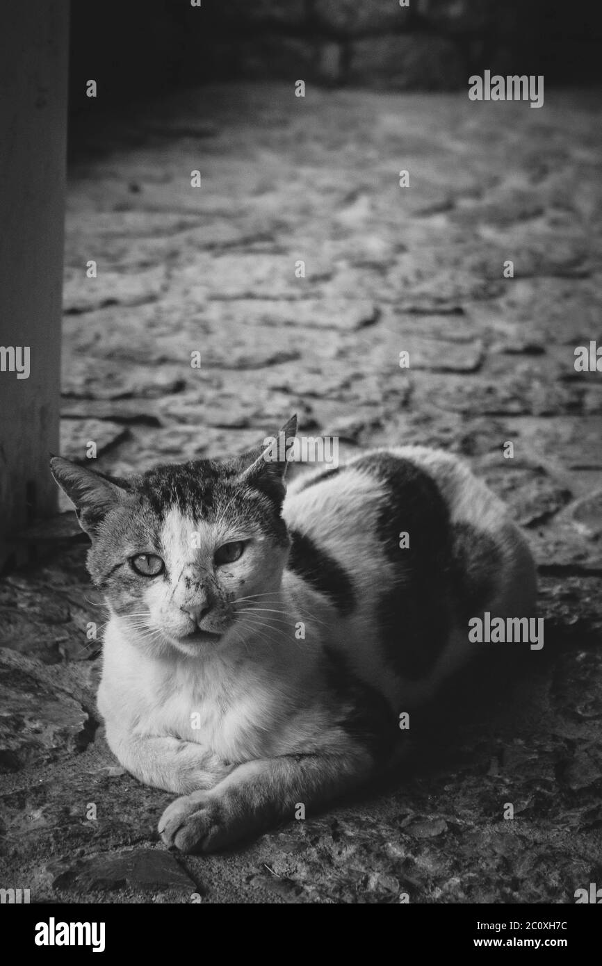Cat with scar in Black and White Stock Photo - Alamy