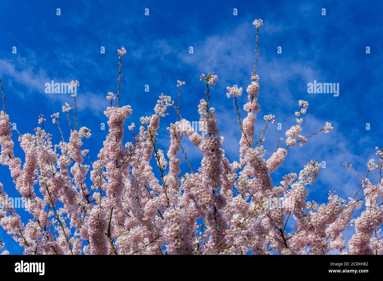 Cherry blossoms teree in full bloom spring time with cloudy sky Stock ...