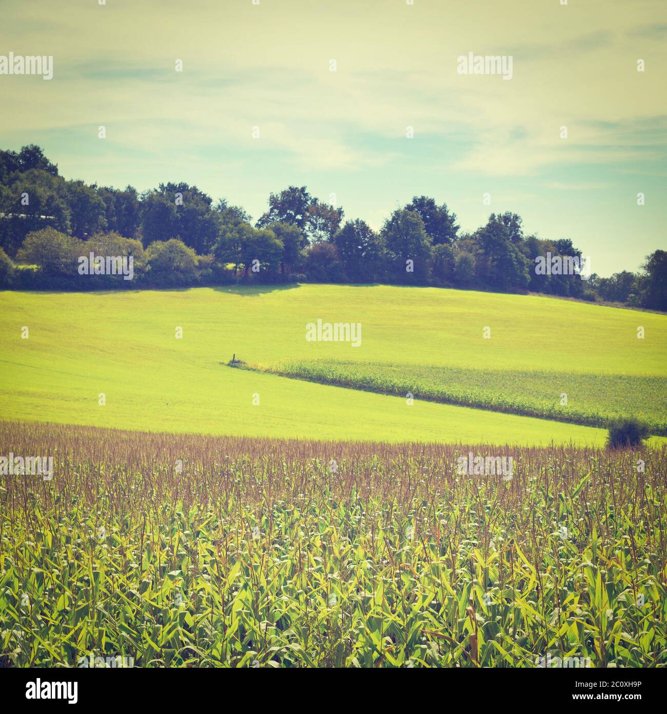 Corn har hi-res stock photography and images - Alamy