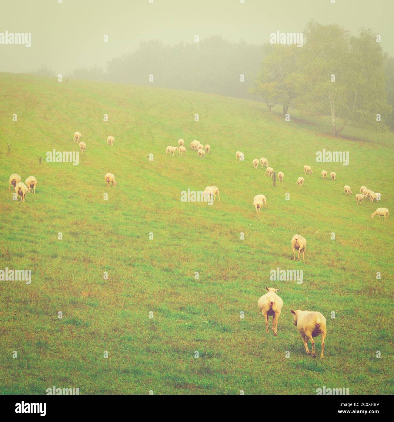 French breed of sheep hi-res stock photography and images - Alamy