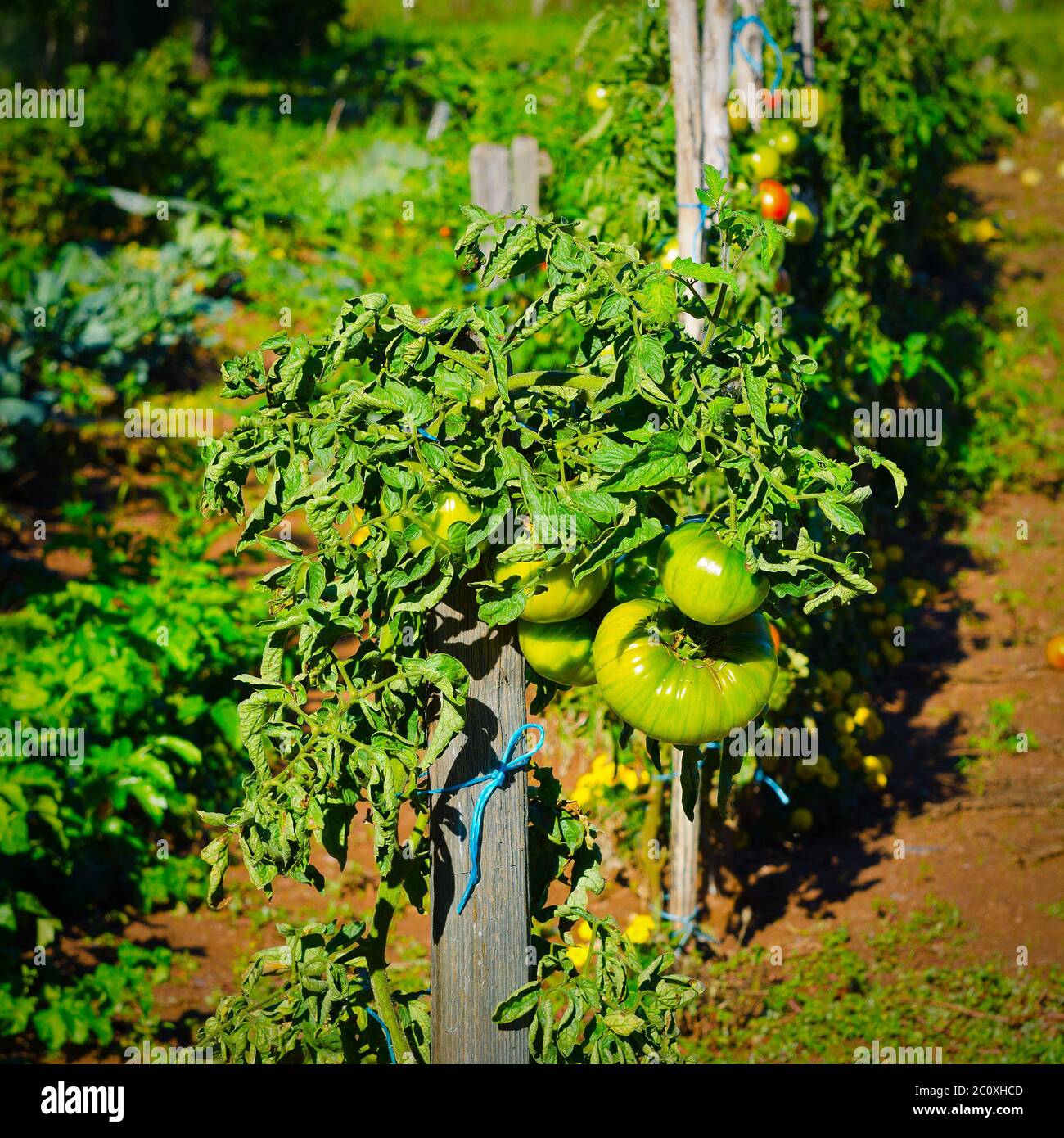 Plant tomato sapling hi-res stock photography and images - Alamy