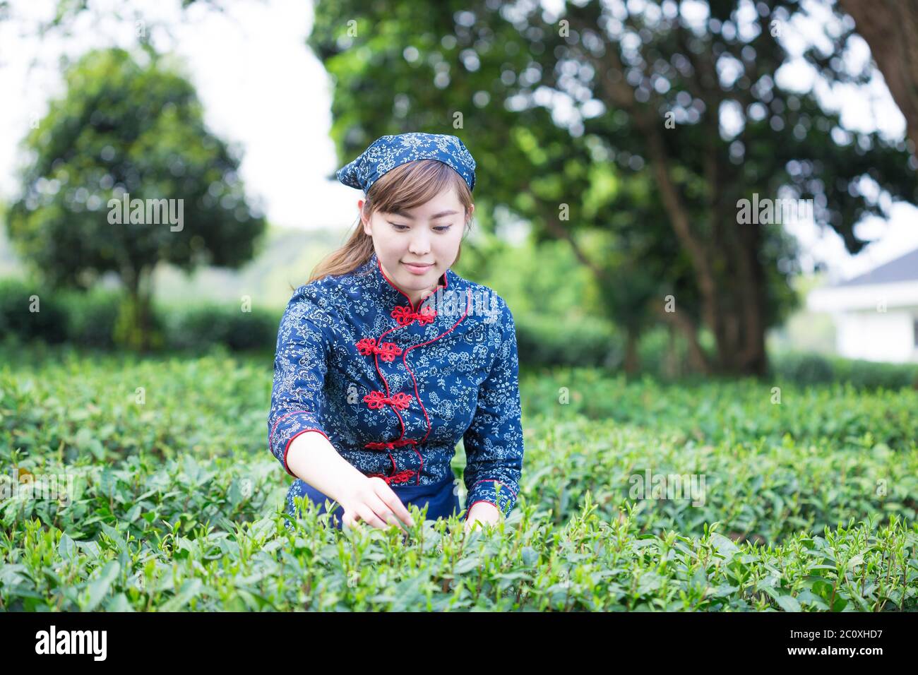 beautiful Asian girl works in green tea plantation Stock Photo - Alamy