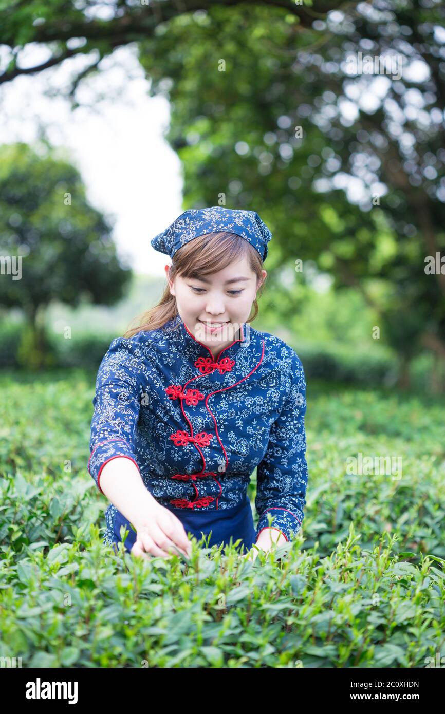 beautiful Asian girl works in green tea plantation Stock Photo - Alamy
