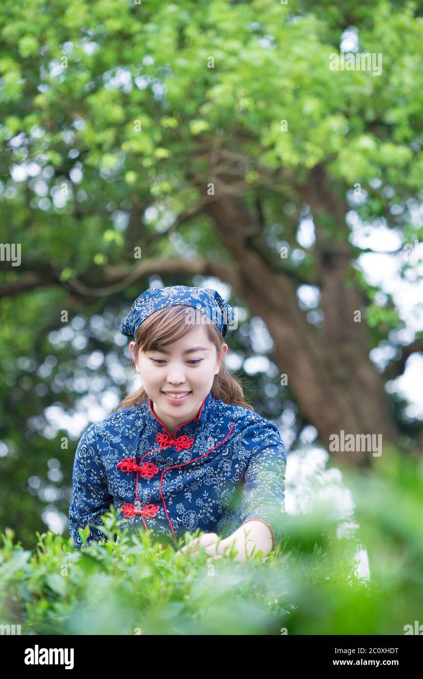 beautiful Asian girl works in green tea plantation Stock Photo - Alamy