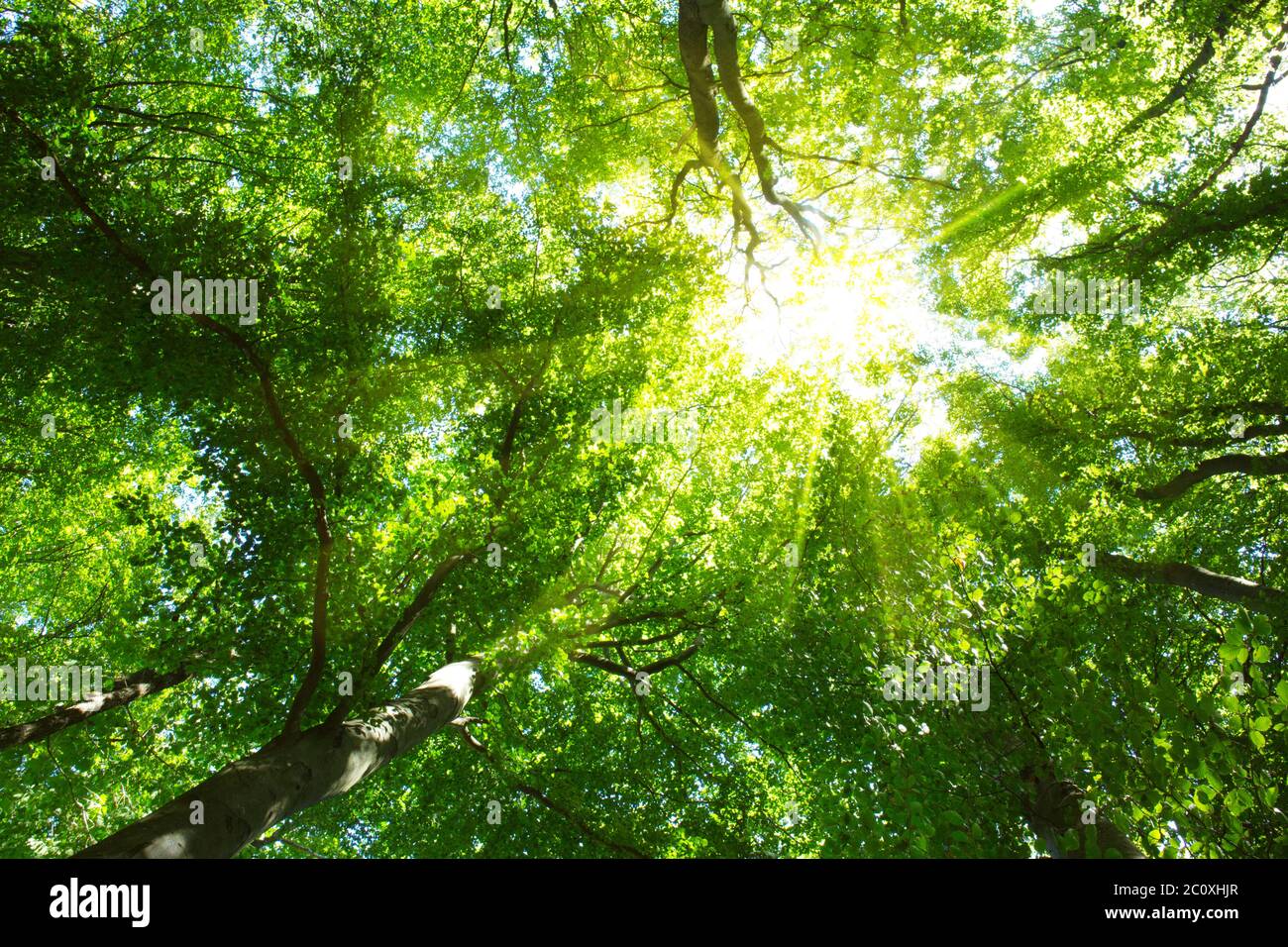 Colorful treetops hi-res stock photography and images - Alamy