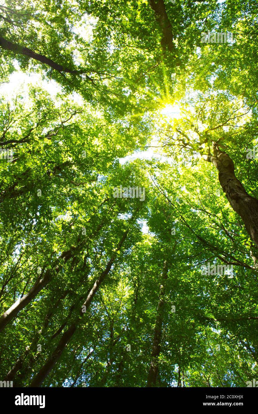 Colorful treetops in fall forest with sun shining though trees Stock ...